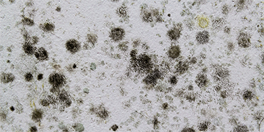 Paint Projects: Surface Preparation - Inspirations Paint